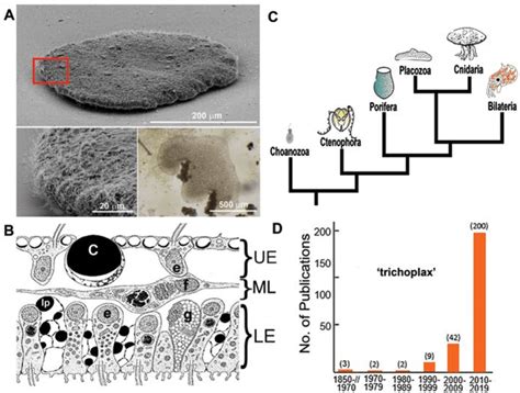 Trichoplax And Its Bacteria How Many Are There Are They Speaking