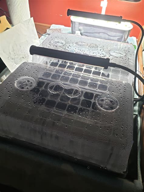 Experienced Germinators Advice Requested Rhotpeppers