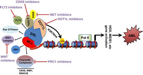 Key Cooperative Partners And Complexes That Are Associated With Mllenl