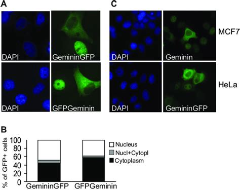 Subcellular Localization Of Gfp Fused Forms Of Geminin A Mcf7 Cells