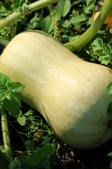 Winter Squash Growth Stages And Timelines With Pictures Thegrow