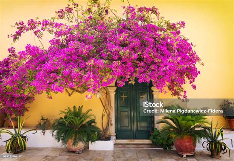 아름 다운 핑크색 꽃 코르푸 섬 그리스와 일반 그리스 골목 코르푸에 대한 스톡 사진 및 기타 이미지 코르푸 그리스 부겐빌레아속 Istock