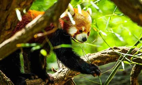 do red pandas eat bamboo a complete beginner s guide bestofpanda