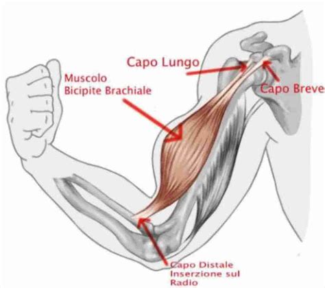 Анатомия бицепса