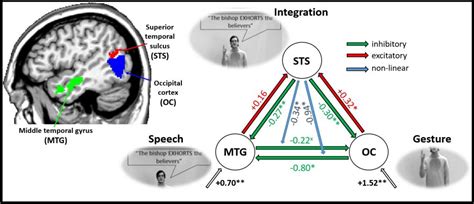 Multisensory Integration Translational Neuroimaging Marburg