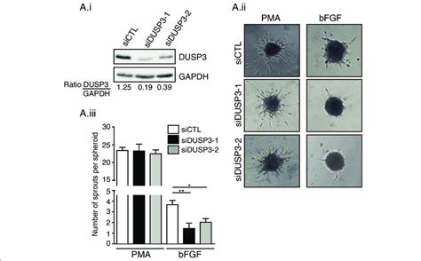 Dusp3 Downregulation Affects Huvec Spheroids Sprouting Ai Western Download Scientific