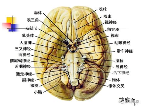 高清大脑解剖图谱【建议收藏】图谱高清大脑解剖影像 健康界