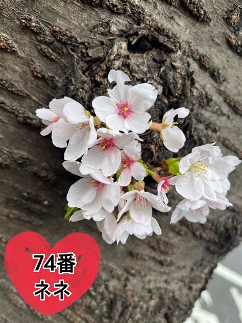 来月のシフト報告 ️74番ネネです 五反田のピンサロ！話題の風俗ピンクサロン【アニマルパラダイス】の写メ日記