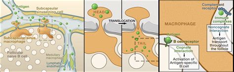 Antigen Presenting Cells Macrophage