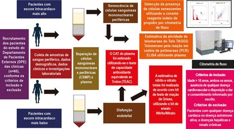 SciELO Brasil Avaliação da Senescência de Células Sanguíneas Mononucleares Periféricas e na