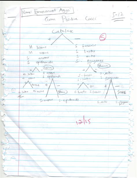 Biochemical Test Flow Chart Minga