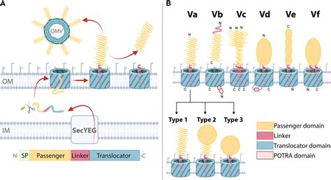 Frontiers Phylogenetic Classification And Functional Review Of Autotransporters