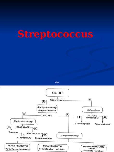 Lec 10 Streptococci Pdf