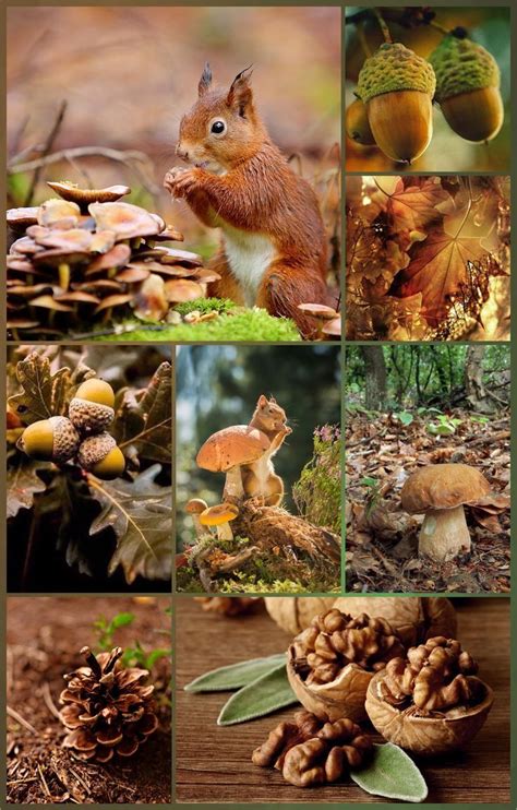 Pin By Gillian On Autumn Beauty Autumn Scenes Autumn Scenery