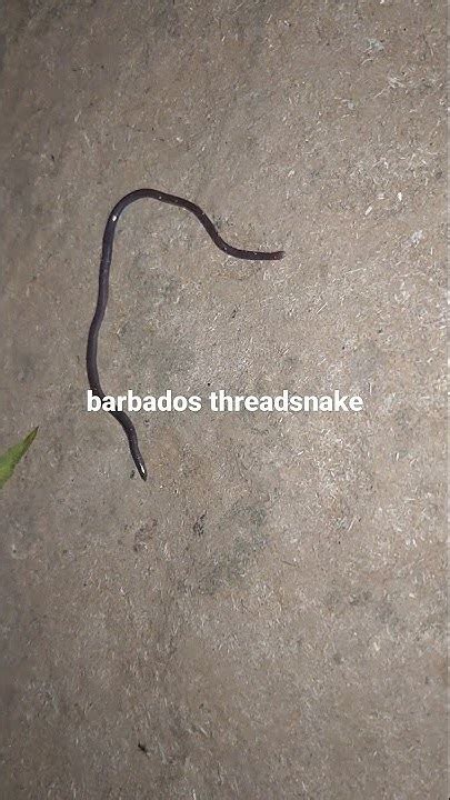 Barbados Threadsnake Youtube