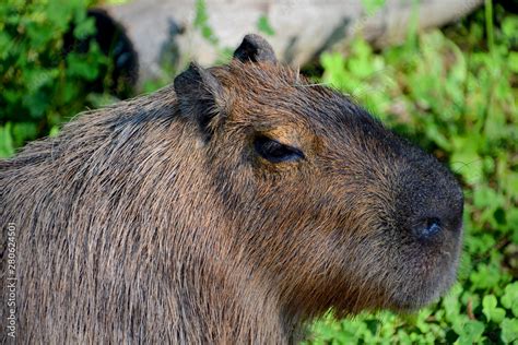 The Capybara Is The Largest Rodent In The World Also Called Chiguire