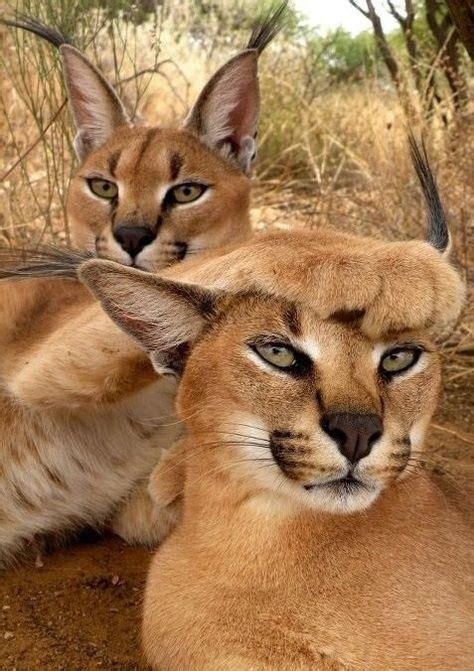 49 Ideeën Over Katachtigen Caracal Katachtigen Wilde Katten Dieren
