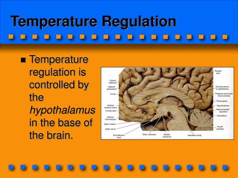 Ppt Disorders Of Temperature Regulation Bryan E Bledsoe Facep