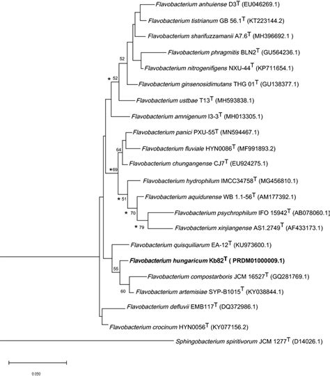 maximum likelihood tree based on 16s rrna gene sequences showing the