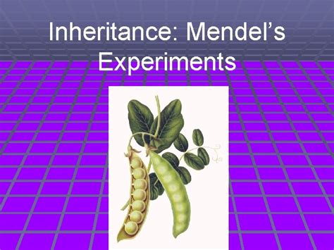 inheritance mendels experiments ideas on inheritance before mendel