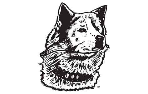 Uw Huskies Logo
