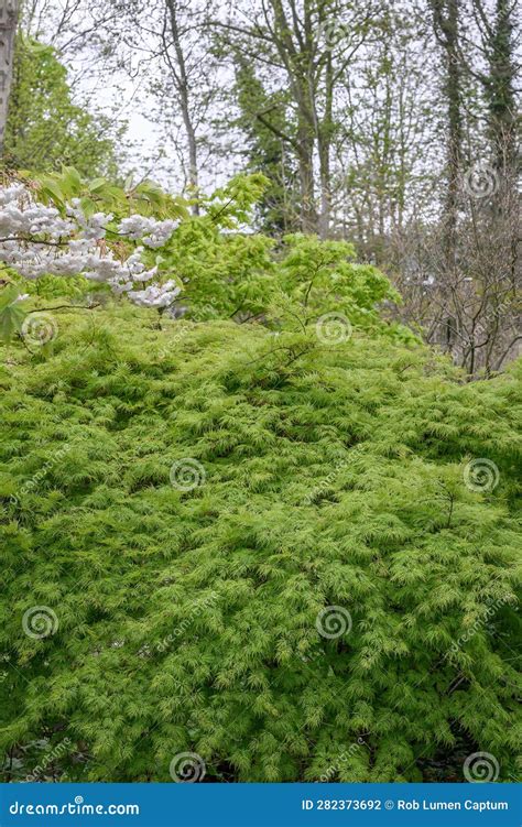 Japanese Maple Acer Palmatum Emerald Lace Shrub With Emerald Green