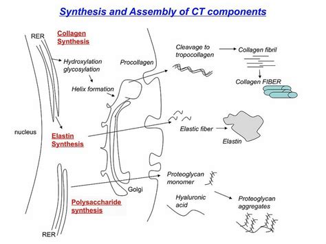 Collagen Physiopedia