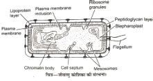Structure Of Bacterial Cell Bsc St Year Botany Notes