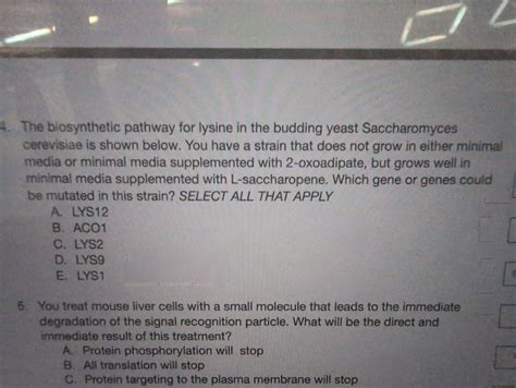 The Biosynthetic Pathway For Lysine In The Studyx