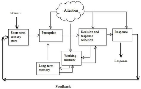 5 Adapted From Wickens 1992 Model Of Information Processing Download Scientific Diagram