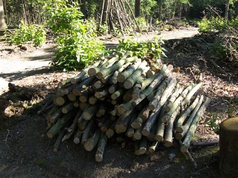 Peplers In Rye Clearing Windblown Trees