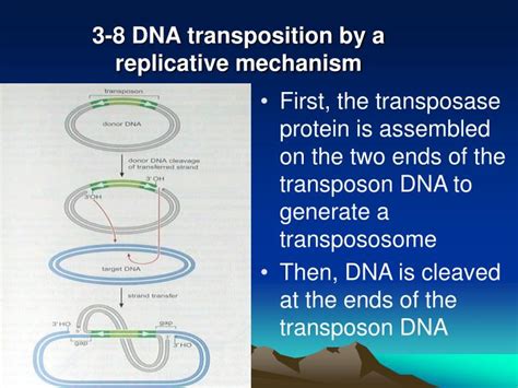 Ppt Chapter 11 Site Specific Recombination And Transposition Of Dna Powerpoint Presentation Id