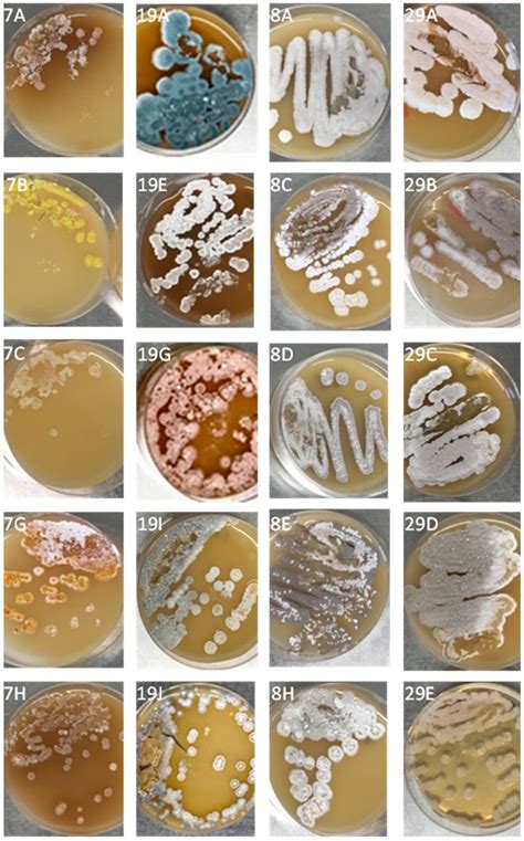 Isolation And Identification Of Streptomyces Spp From Desert And