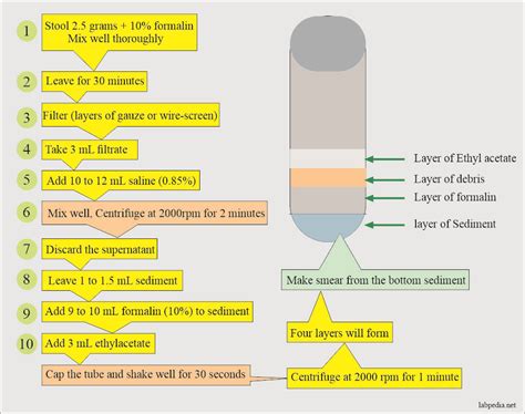 Stool Examination Part 3 Stool Smear Preparation Stains Handling