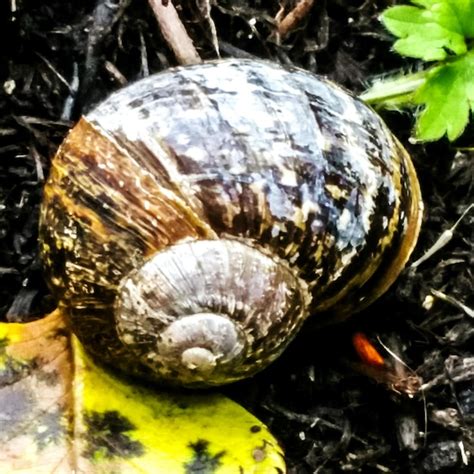 Cuban Snail Species Images Free Download On Freepik