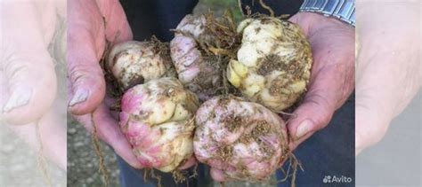 Луковицы лилии оптом купить в Москве Товары для дома и дачи Авито