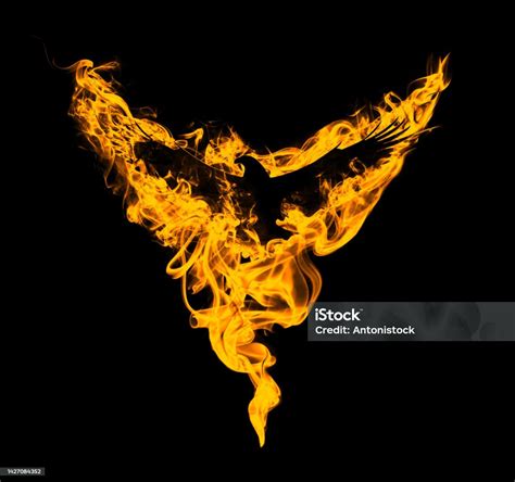 검은 배경에 고립 된 아름다운 불꽃에 날개를 펼친 날으는 독수리의 실루엣 불에 타는 독수리의 실루엣 큰 큰 크기 검정색 배경에 대한 스톡 사진 및 기타 이미지 Istock