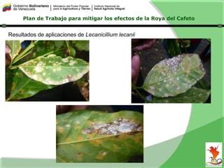Presentacion Para Taller De La Roya En Cafe Ppt