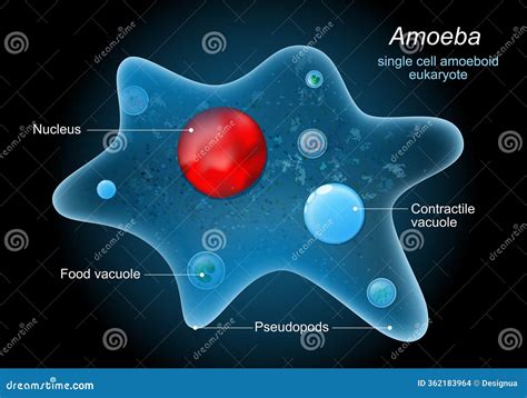 Labeled Amoeba Diagram Comprehensive Guide To Singlecelled Protist