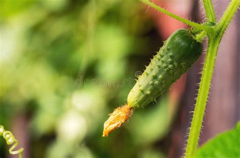 A Small Green Cucumber Grows On A Branch In A Vegetable Garden In A