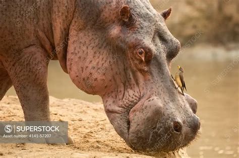 Hippopotamus Hippopotamus Amphibious Showing Secretion Of