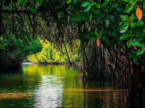 Is The Sundarbans The Worlds Largest Mangrove Forest Royal