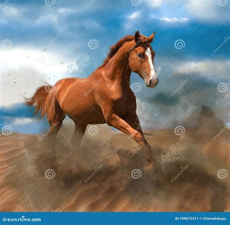 Hermoso Caballo Pateando El Polvo Mientras Imagen De Archivo Imagen De Ecuestre Patinazo