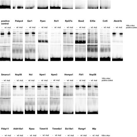 C Myc Over Expression And Occupancy In Hek293t Cells Rt Qpcr A And Download Scientific