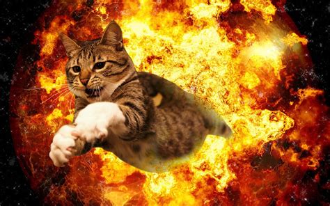 Cat Meme Explosion At Claire Brownless Blog