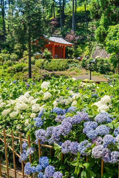 Premium Photo Hydrangea Macrophylla Flower In The Garden
