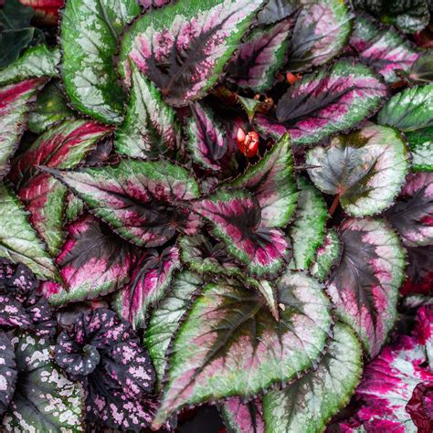 Bégonia Rex Jardineries Botanix