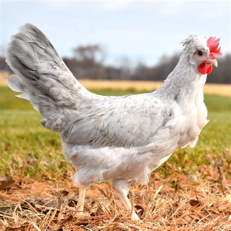 Opal Legbar Day Old Chicks