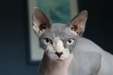 Mx Cinders Came In R Yeezys