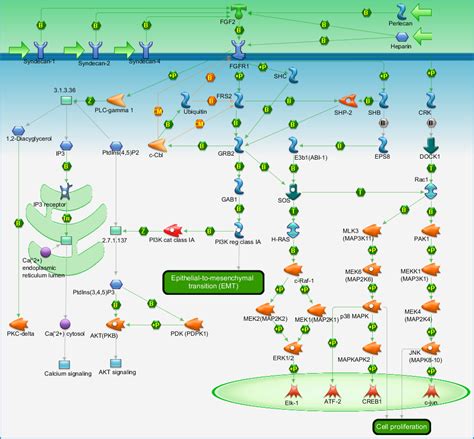 Development Fgfr Signaling Pathway Pathway Map Primepcr Life